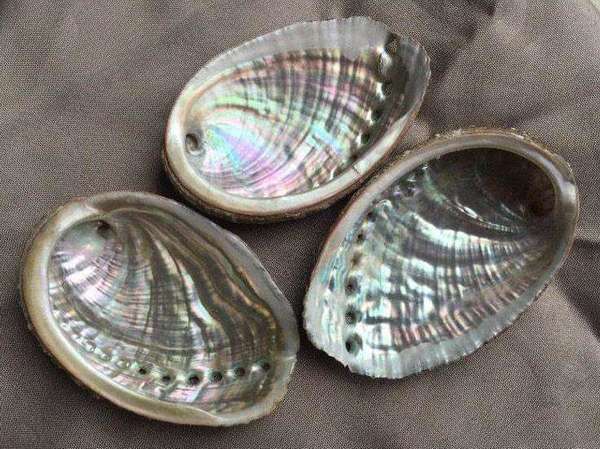 Abalone et lithothérapie | Blog