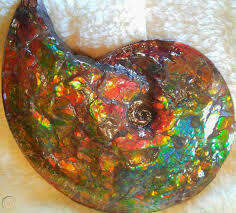 Ammonite et lithothérapie | Blog