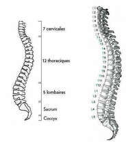 Les courbures rachidiennes : qu’est ce que c’est