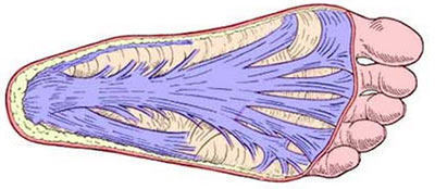 L'aponévrosite plantaire: la plus courante des affections plantaires ...