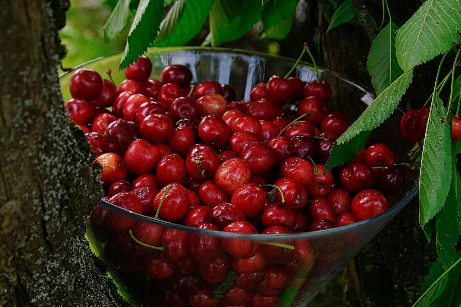 LES FRUITS ET LEGUMES DU MOIS DE JUIN | ARTICLES