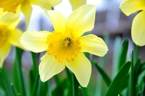 Humour Fleurs | Blog