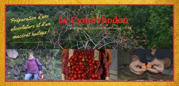 Le Cynorrhodon | Mes actualités