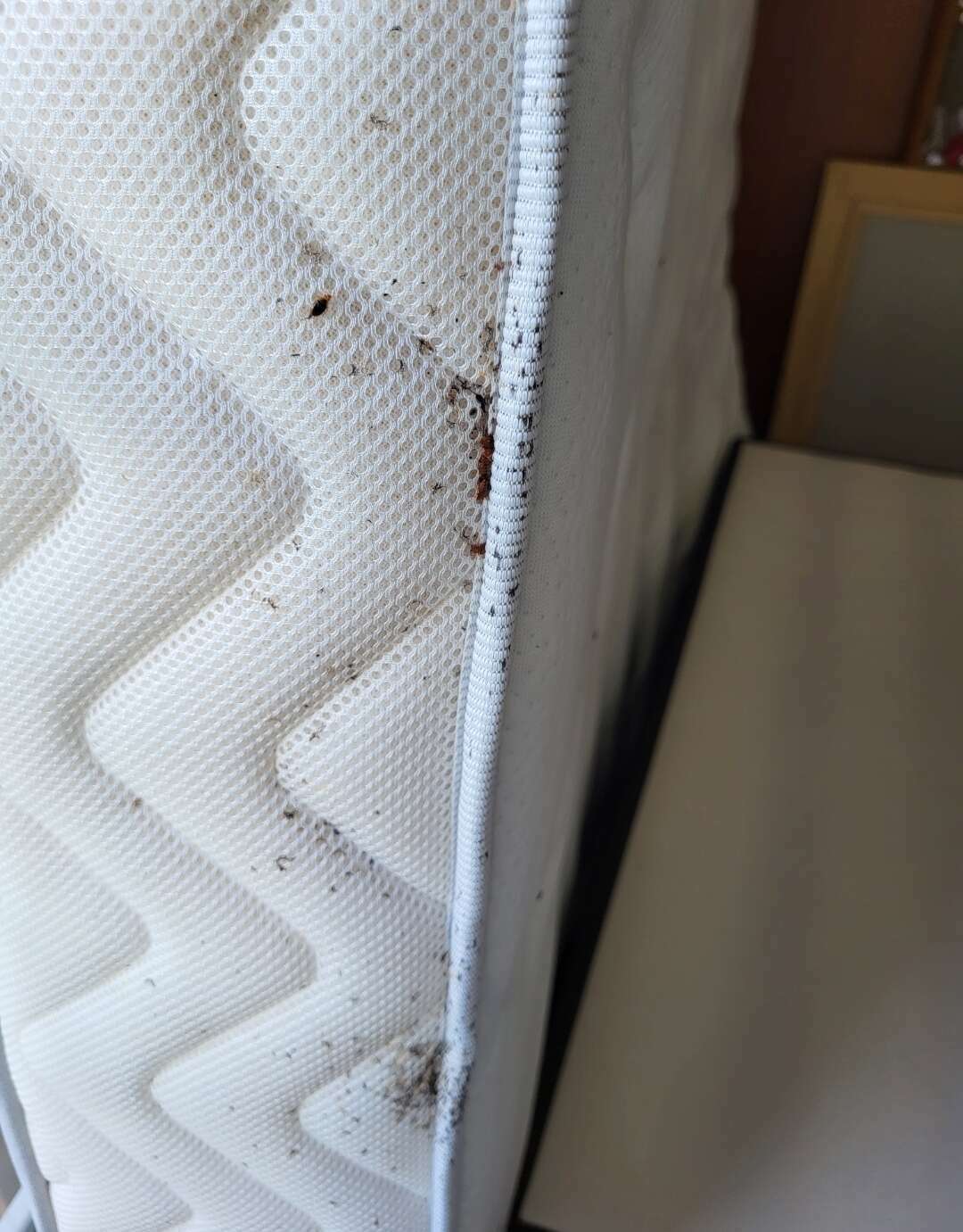 Comment repérer efficacement les punaises de lit dans son logement à ...