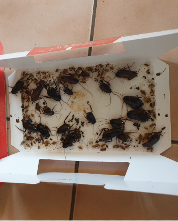 Les cafards, leurs modes de vie et de reproduction. | Blog