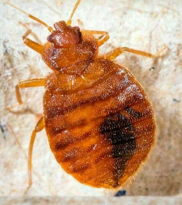 Traitement punaises de lit à Paris et Région parisienne | Blog