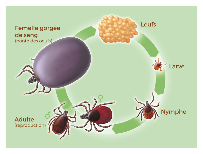 Les parasites | Clinique Vétérinaire du Champ de Foire