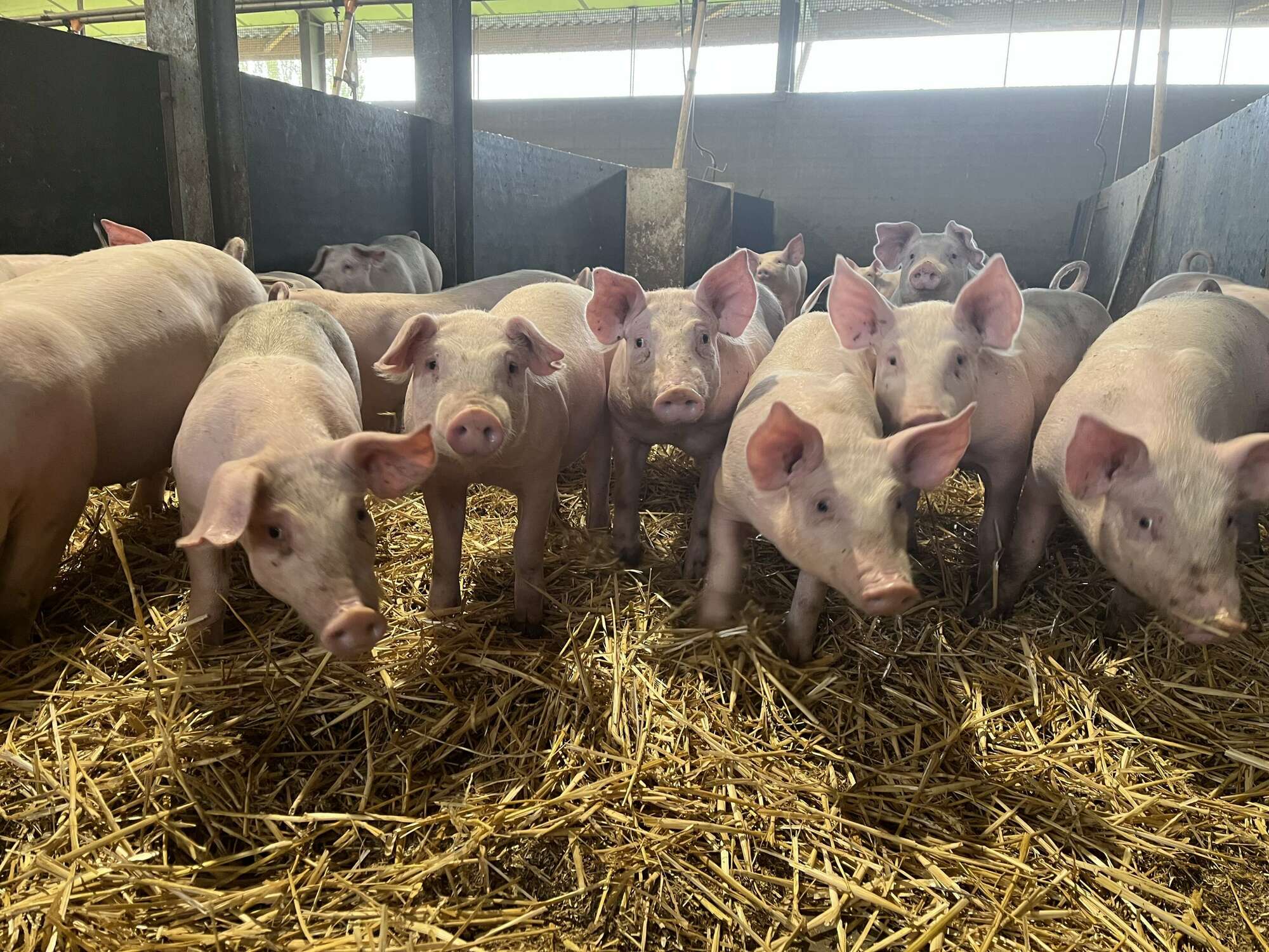 Nos viandes | Ferme Sainte Barbe