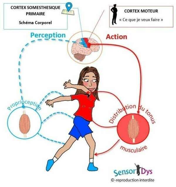 La proprioception : Pourquoi ? Pour qui ? Comment l'améliorer