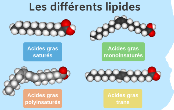 Les acides gras | Blog