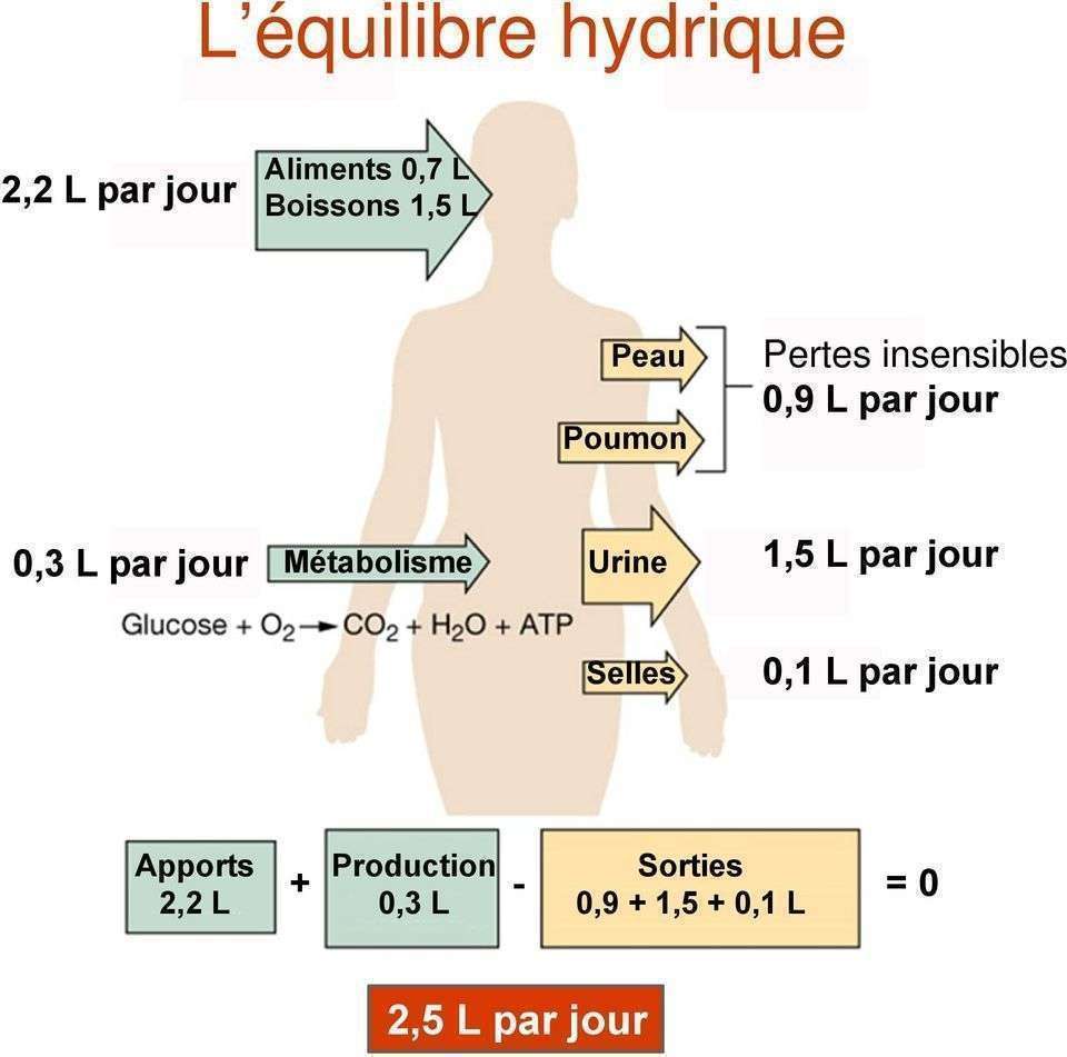 Hydratation & Nutrition : rôle de l'eau et maintien de l'équilibre ...