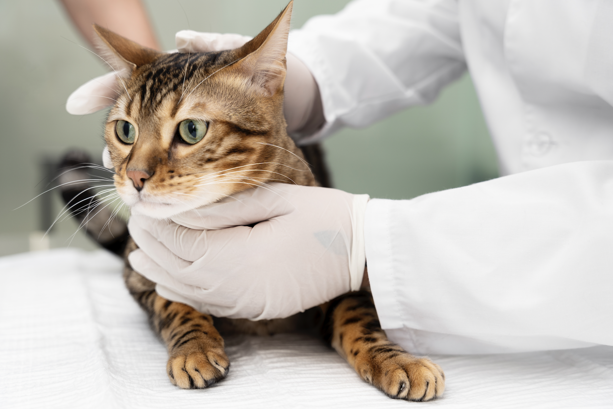 Typhus, Coryza, PIF, FeLV et FIV - Zoom sur les maladies virales du ...