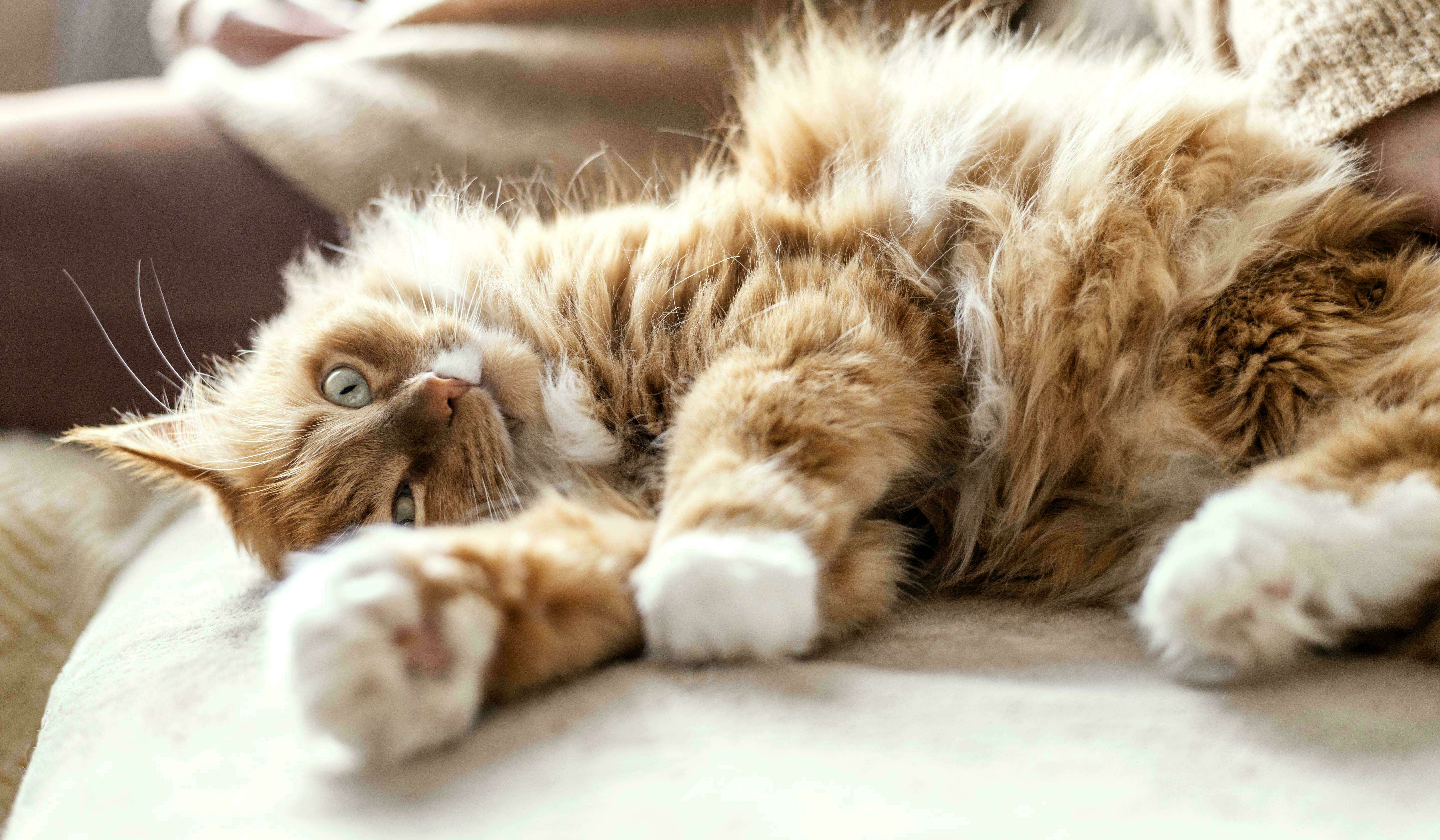 Pourquoi les chats ronronnent-ils? On vous dit tout