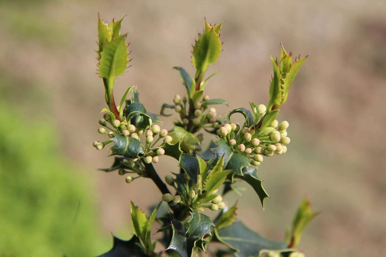 Le houx - la fleur de l'ouverture du cœur