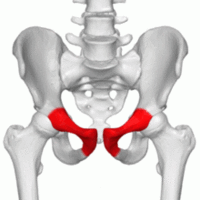 La pubalgie et l'ostéopathie | Blog