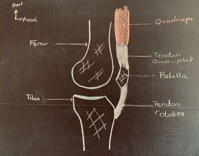 L'ostéopathie et femoro-patellaire ou syndrome rotulien | Blog