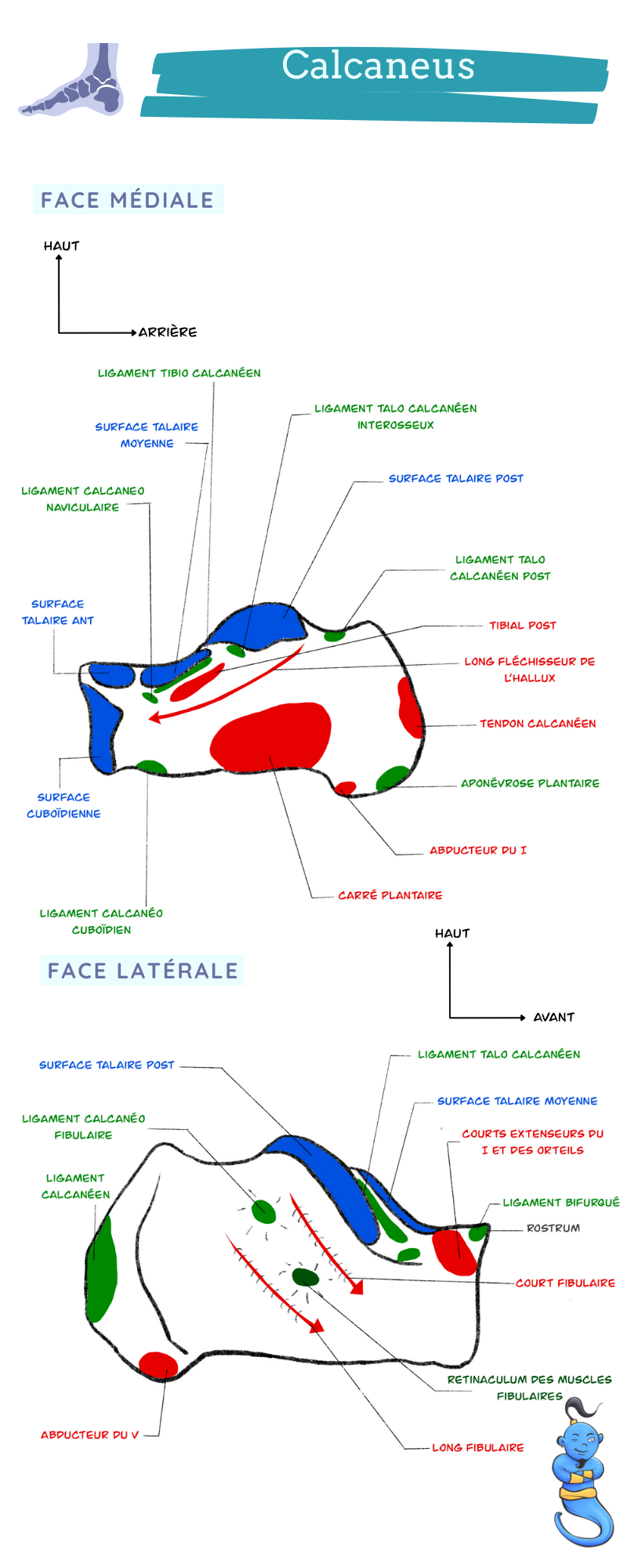 La douleur au talon chez l'enfant : la maladie de Sever et l ...