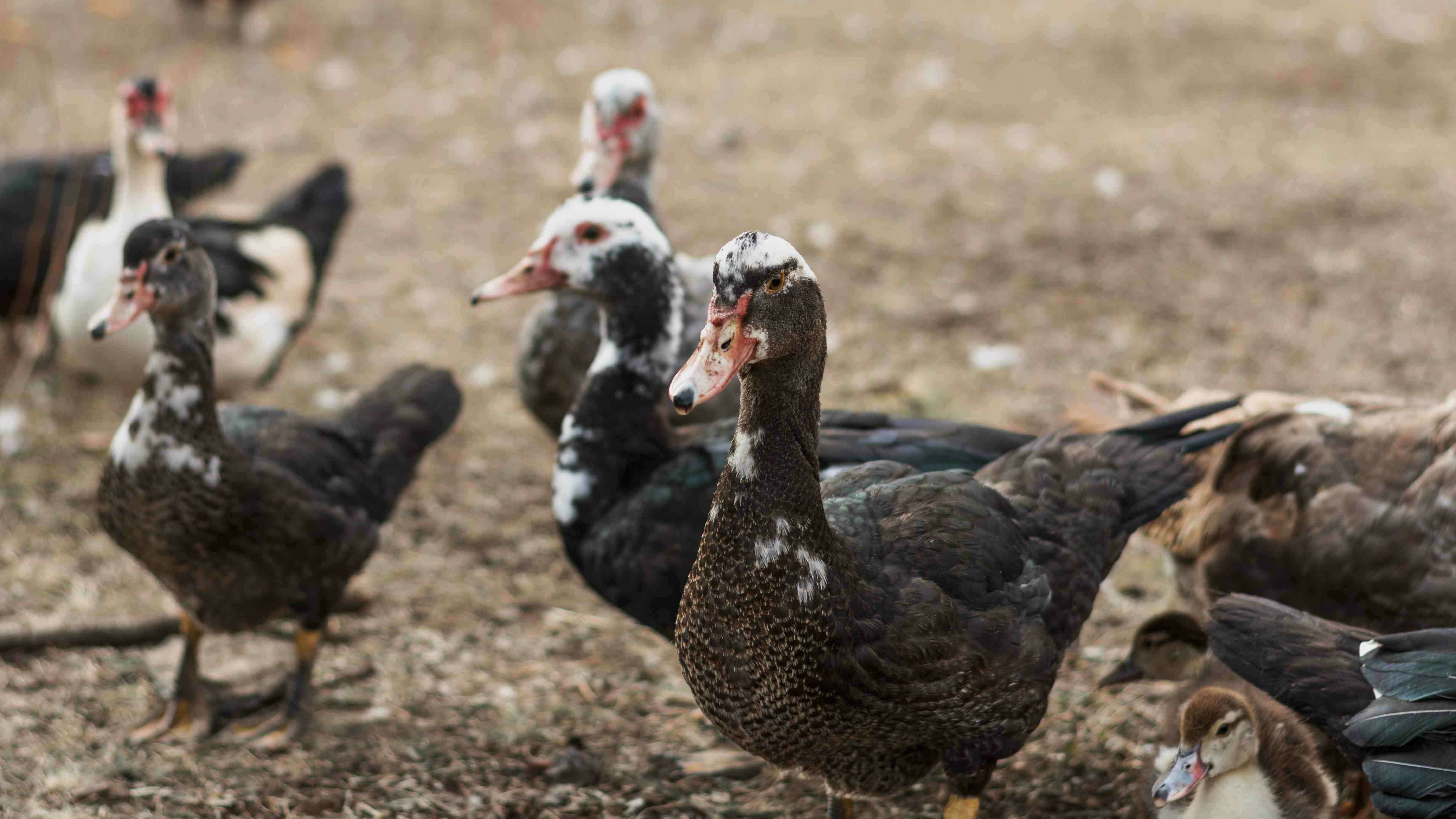 Question écrite sur la situation des producteurs de canards | Actualités
