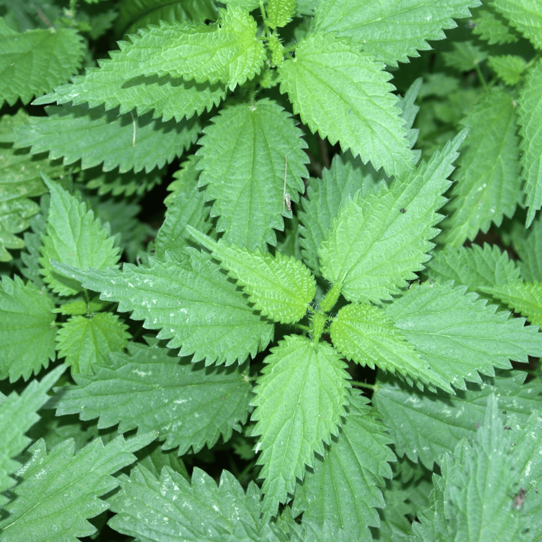 Les bienfaits de l'ortie sur la santé | Blog