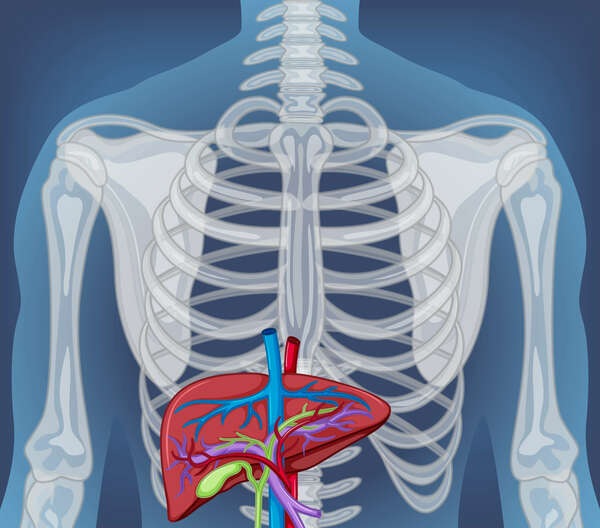 Prendre soin de son foie: pourquoi et comment faire ? Les conseils d ...