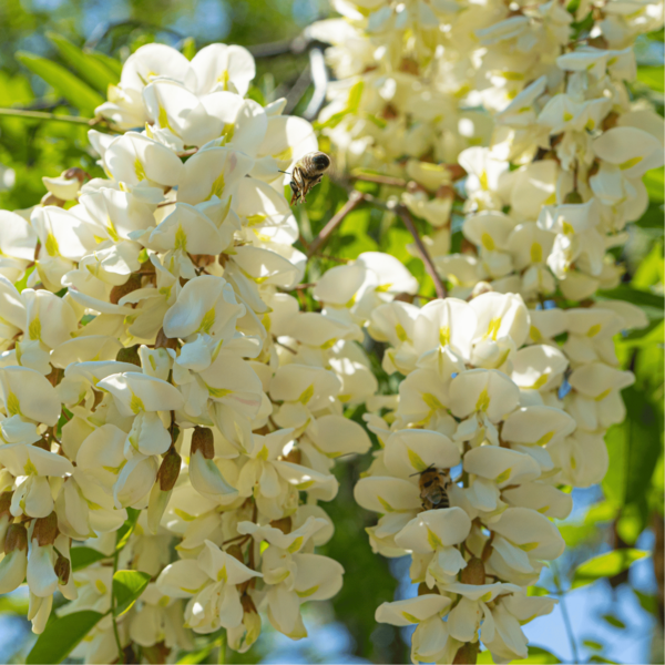 À la découverte des fleurs du robinier faux acacia