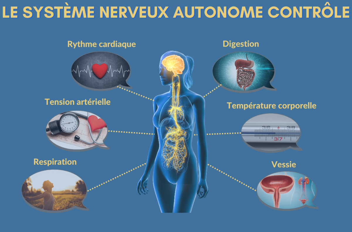 Qu'est-ce que le système nerveux autonome ? | Blog