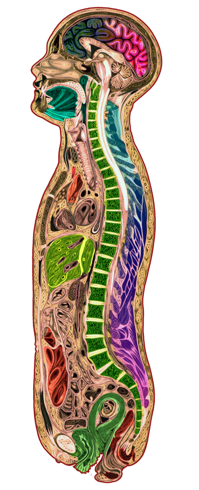 Micro-Ostéo Thérapie