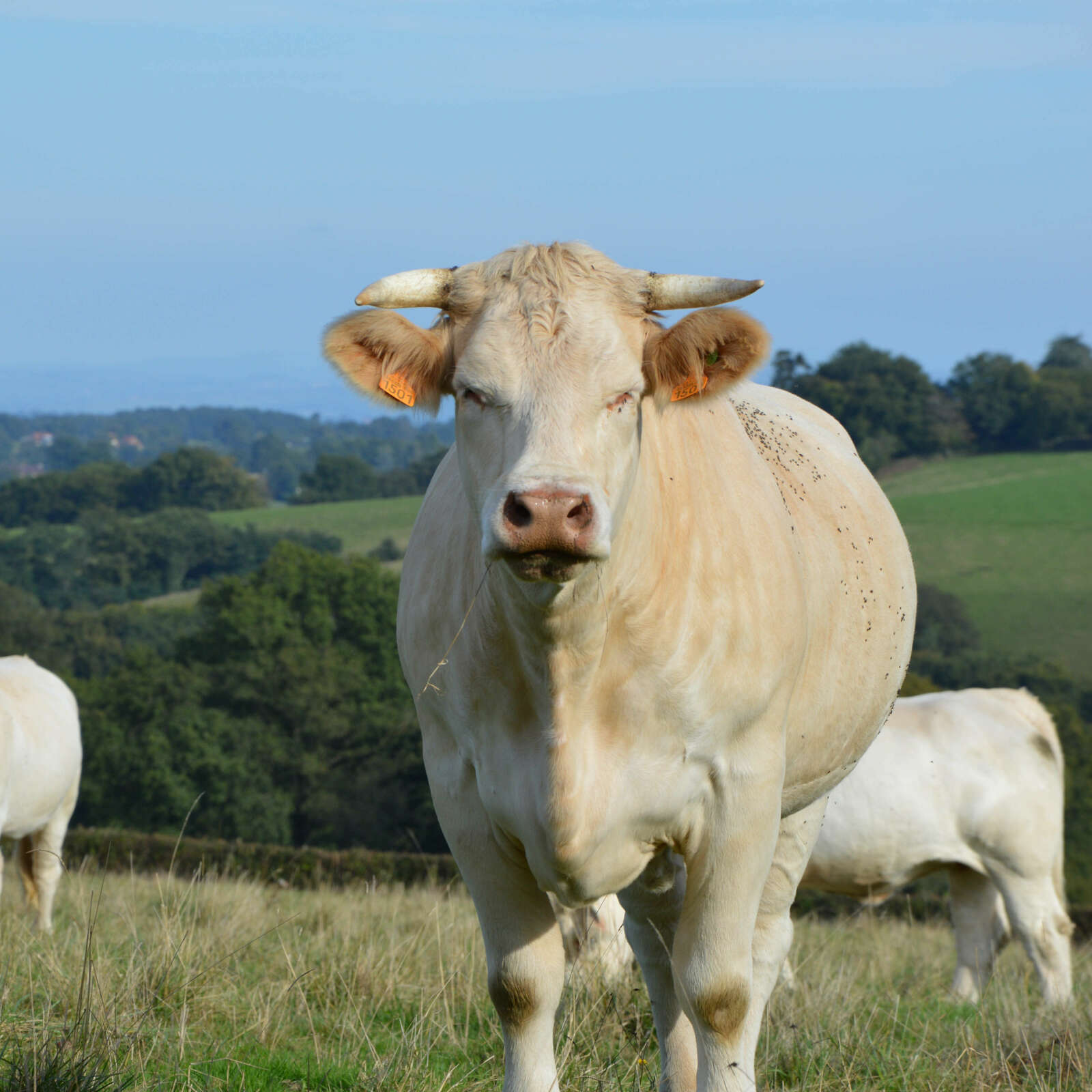 3RVET, Cliniques vétérinaires du Donjon, La Pacaudière et Marcigny