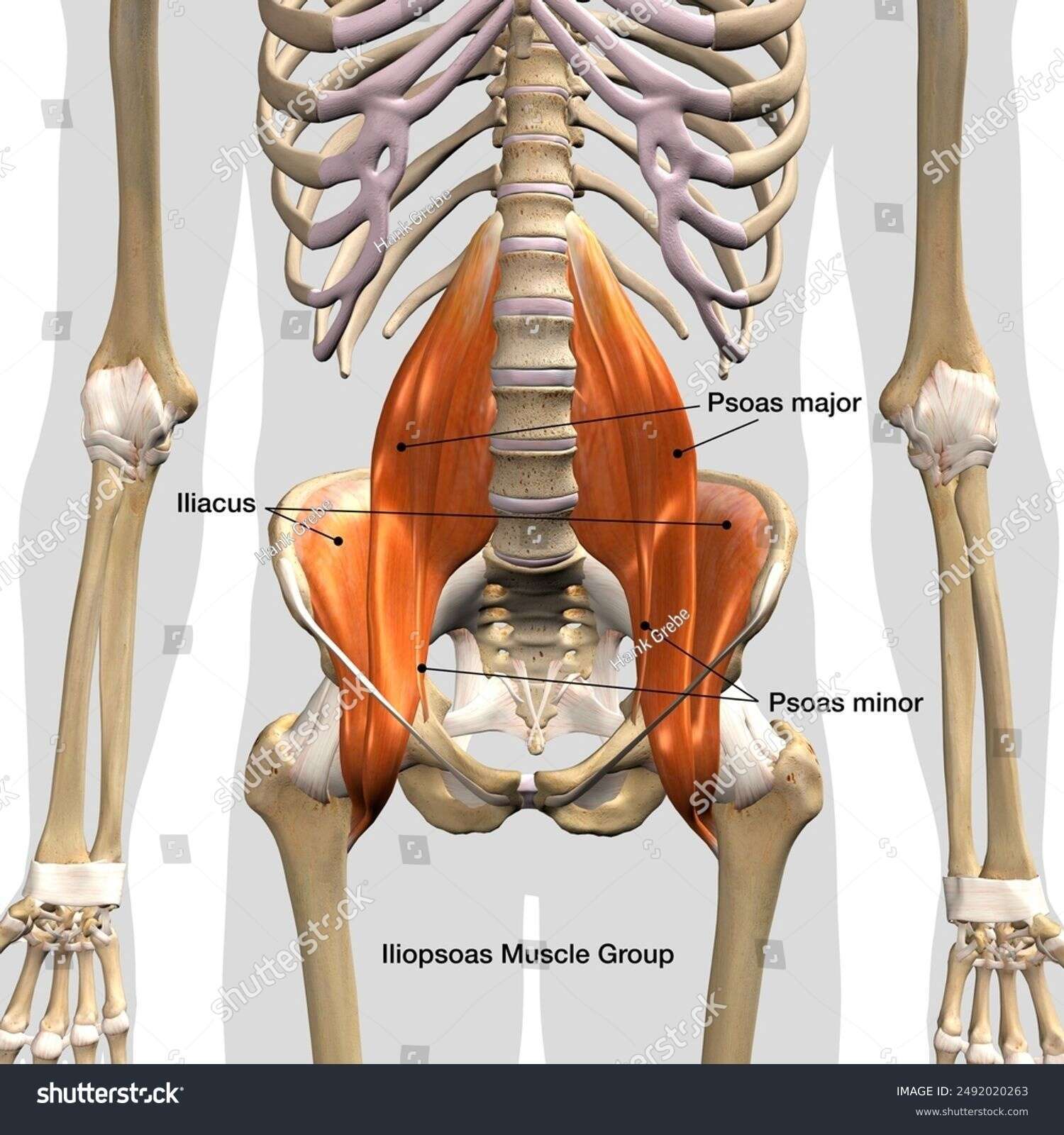 Le muscle ilio-psoas : anatomie, importance et intérêt ostéopathique