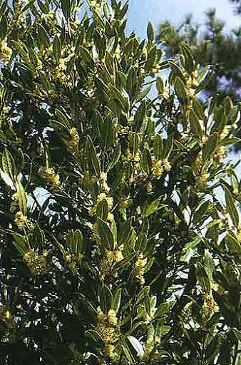 L COMME LAURIER | Blog