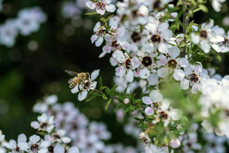 Découverte du miel de manuka | Blog