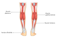 Douleurs du mollet | AFC - Association Française de Chiropraxie