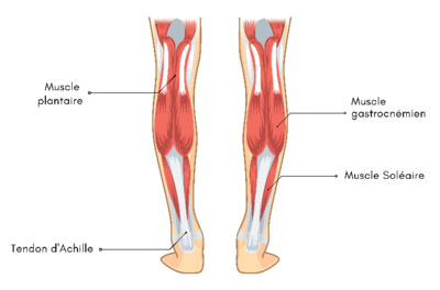 Douleurs du mollet | AFC - Association Française de Chiropraxie