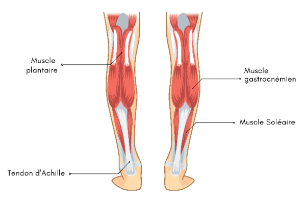 Douleurs du mollet | AFC - Association Française de Chiropraxie