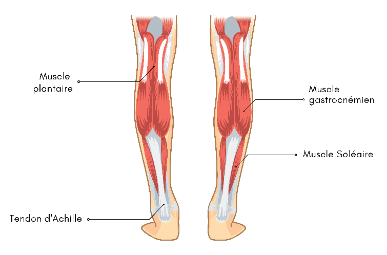 Douleurs du mollet | AFC - Association Française de Chiropraxie