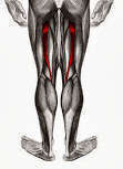 Pathologies musculaires des ischio-jambiers | Blog