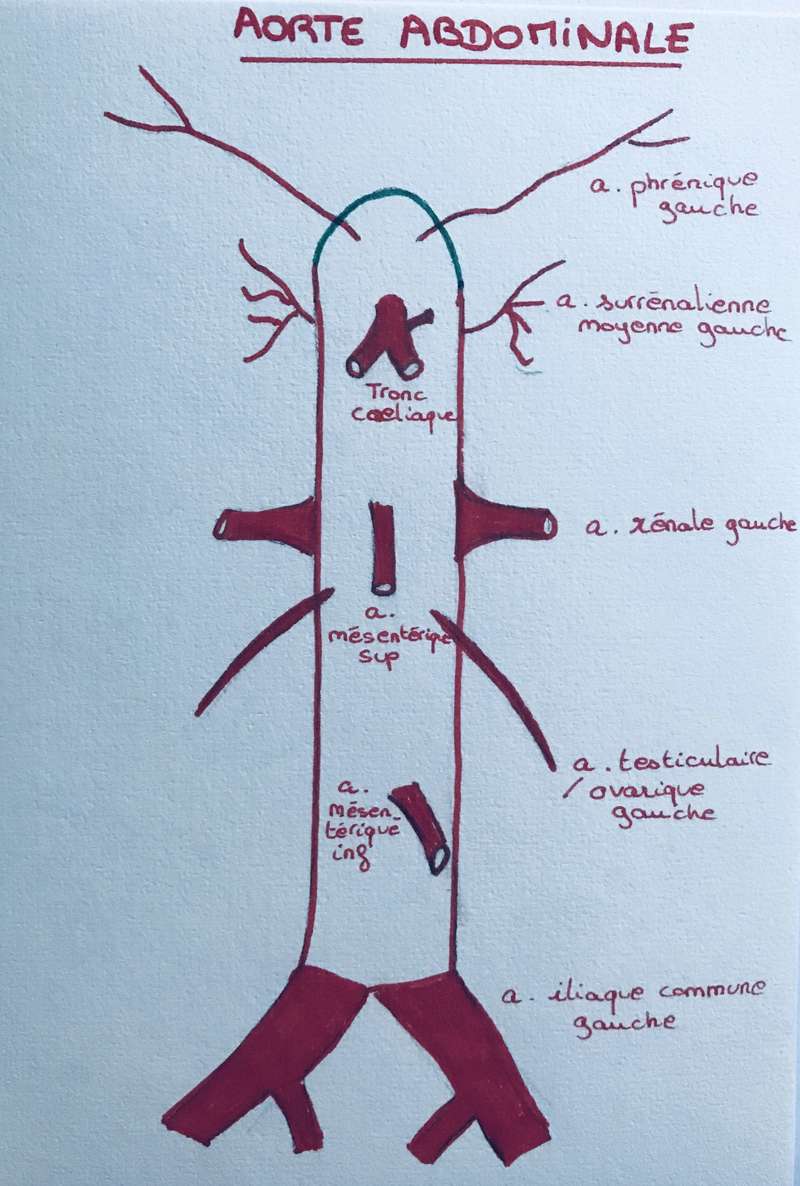 Anatomie de l'aorte | Blog