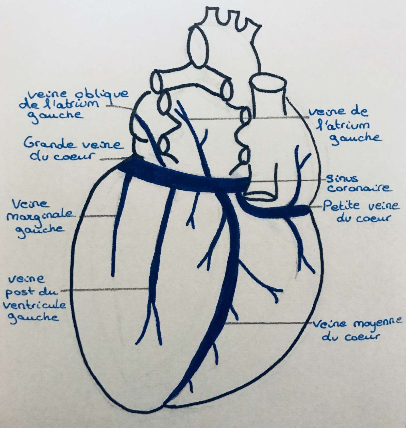 Vascularisation du coeur | Blog