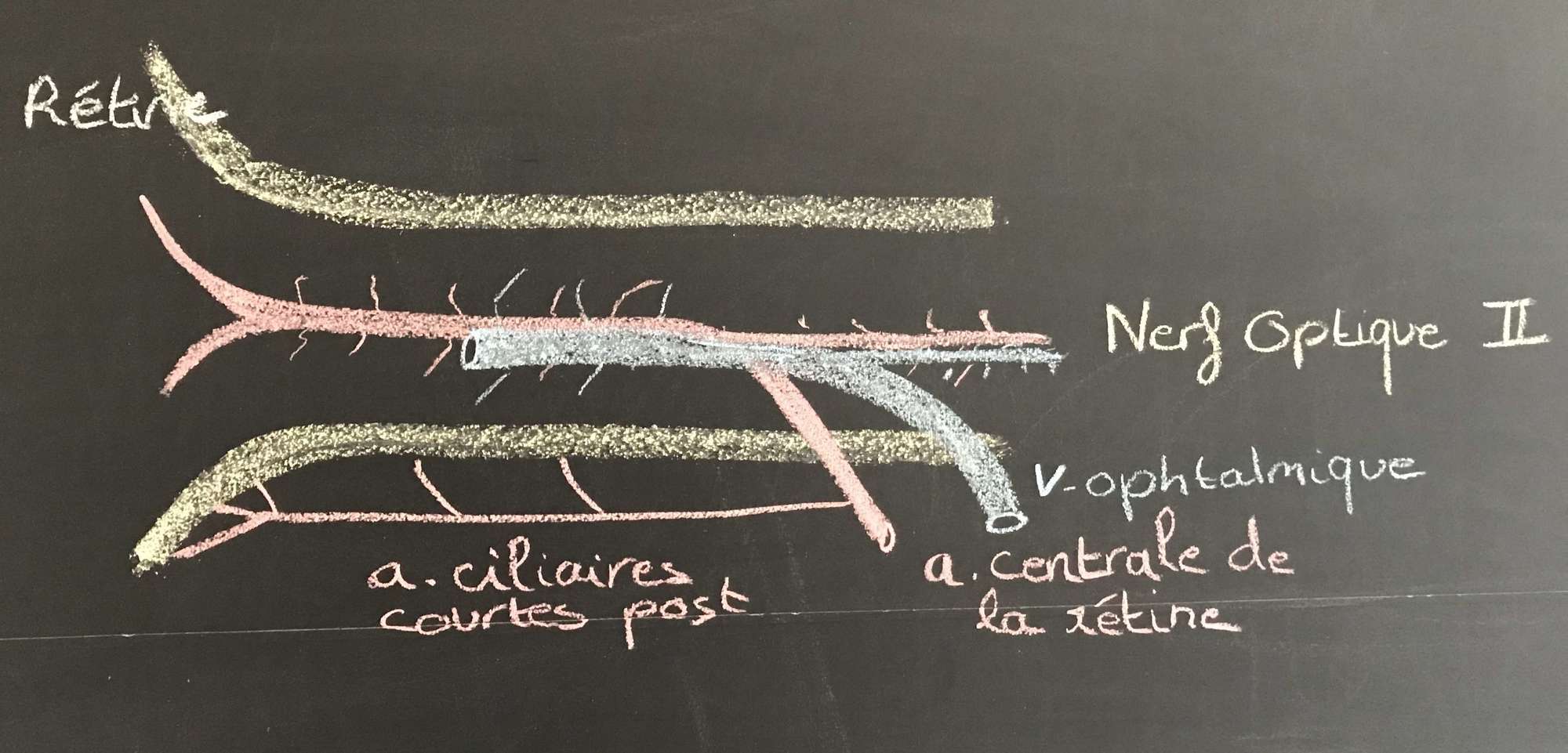 Nerf crânien II : le nerf Optique | Blog