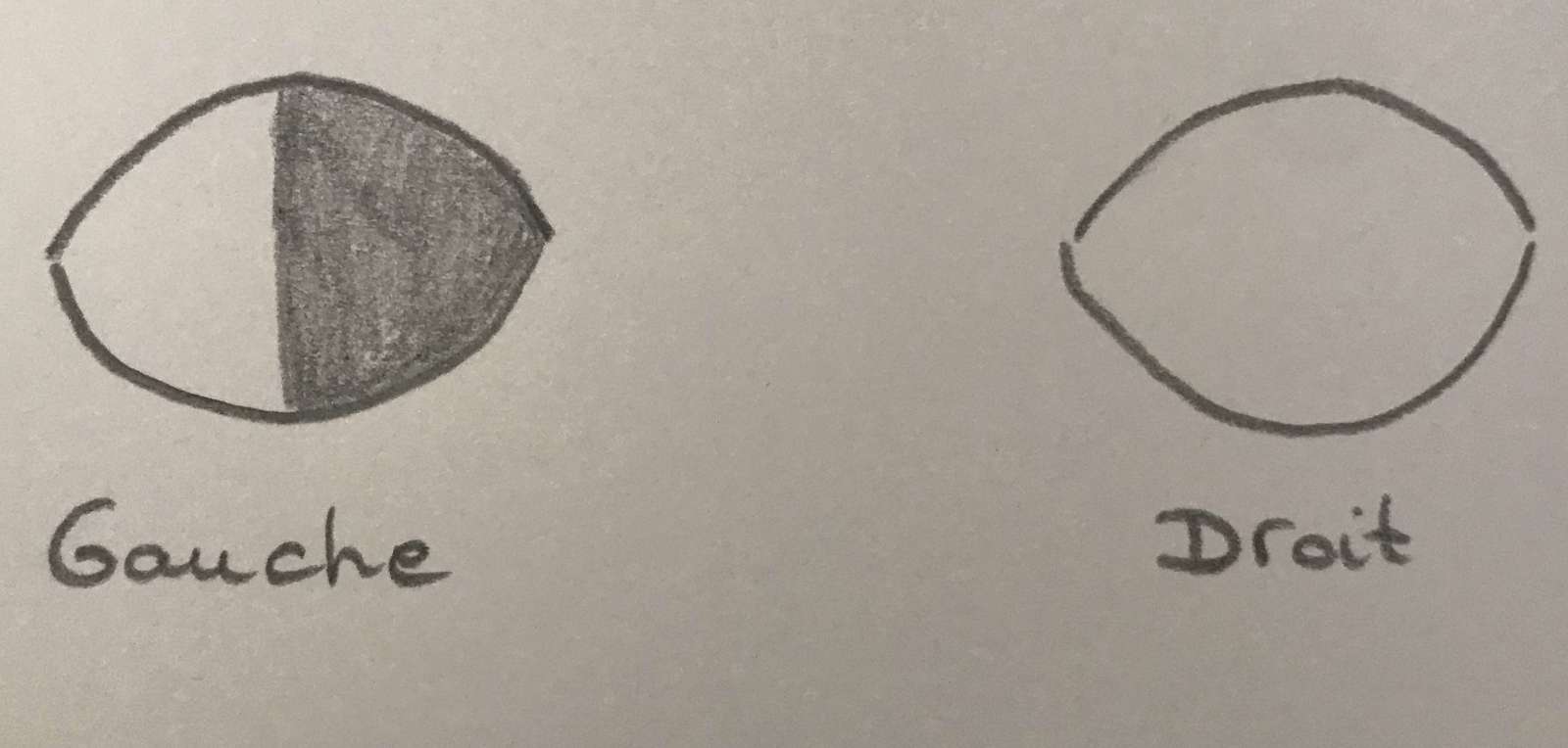 Nerf crânien II : le nerf Optique | Blog