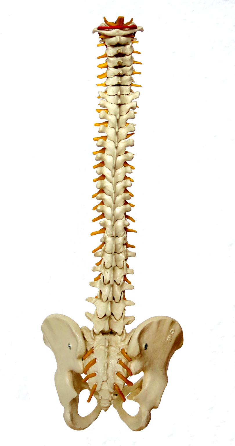 La sciatique ou sciatalgie et l'ostéopathie | Blog