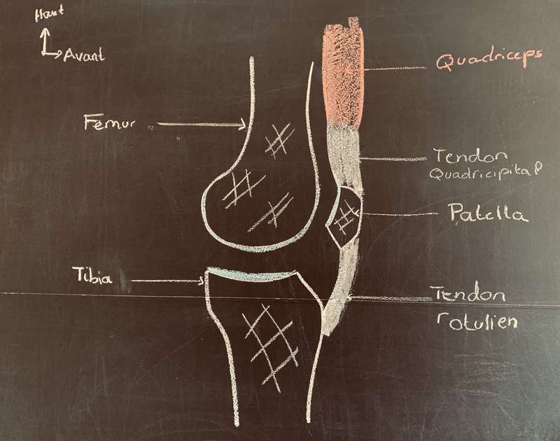 Syndrome rotulien ou femoro-patellaire et ostéopathie | Blog