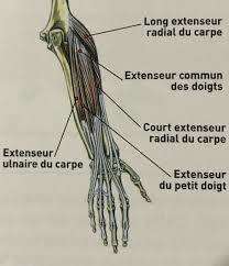 Tennis elbow - épicondylite ou la tendinite du coude et l'ostéopathie ...