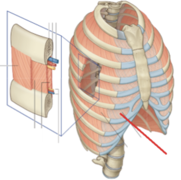 Névralgie intercostale et ostéopathie | Blog