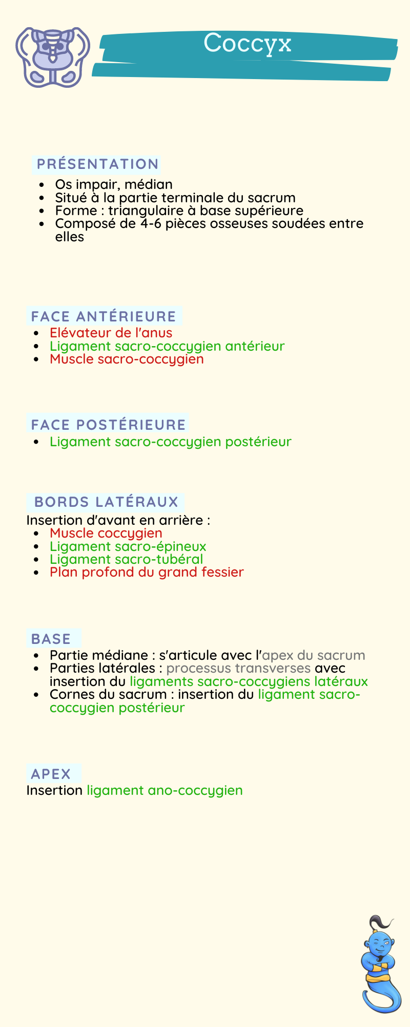 Douleur au coccyx et ostéopathie | Blog