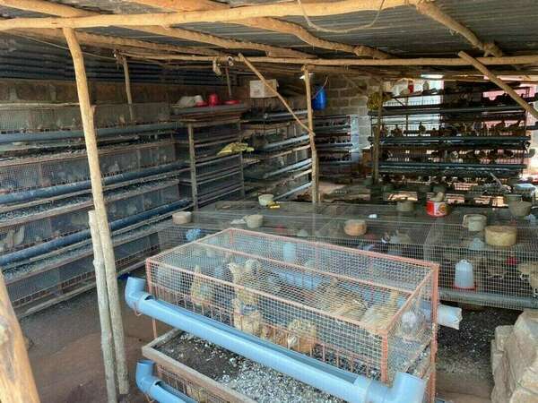 Coturniculture : Yazid Zimé Yérima produit et transforme des cailles au ...